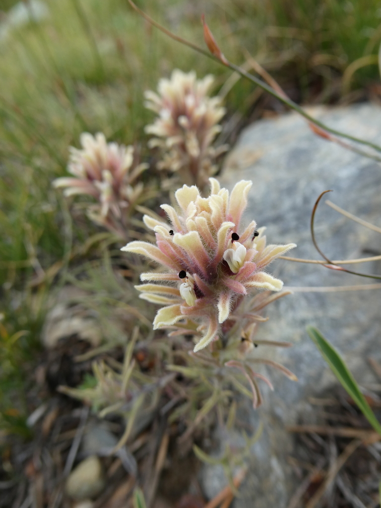 dwarf alpine Indian paintbrush from Mono County, CA, USA on August 11 ...