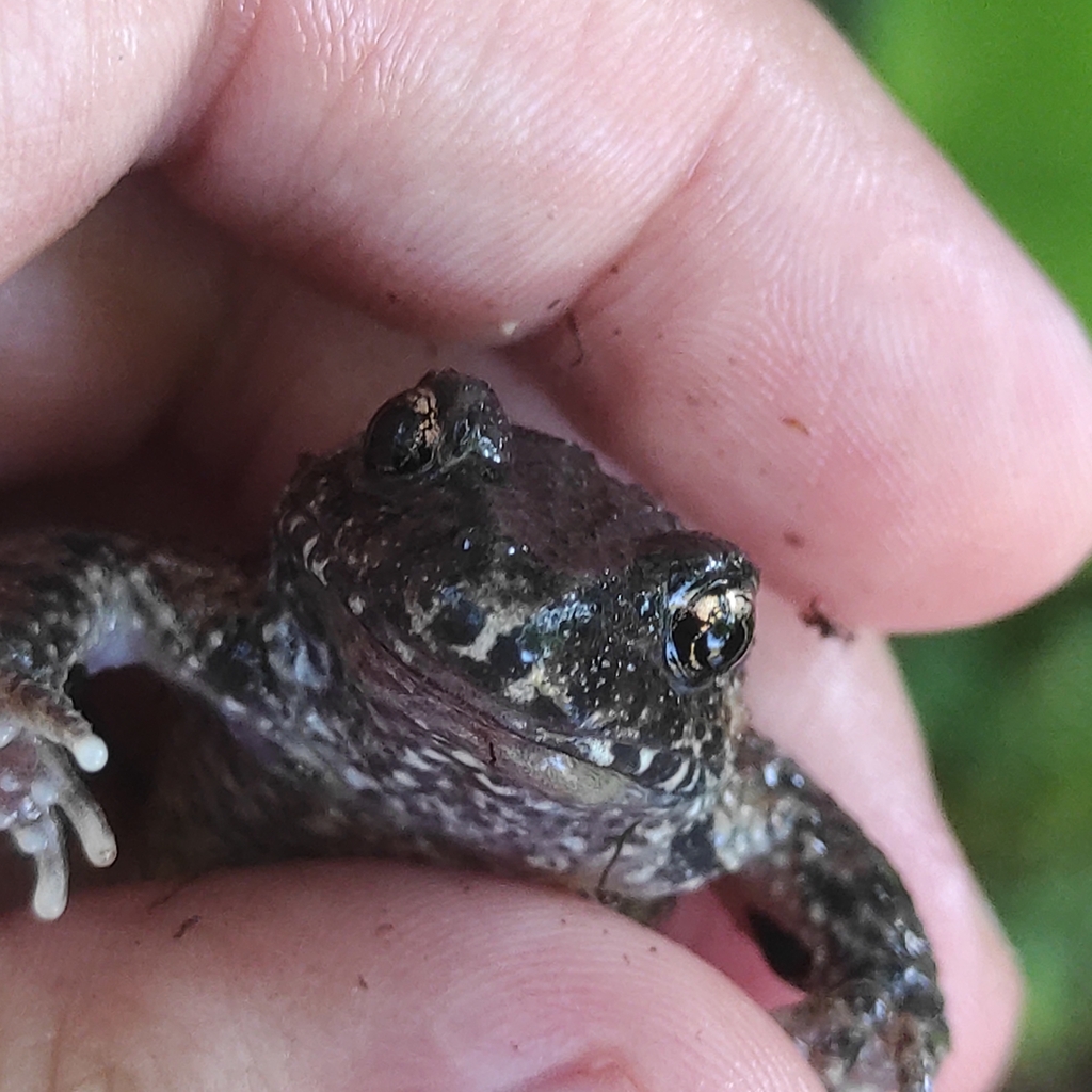 Caucasian Parsley Frog in August 2023 by Kir Korsh · iNaturalist