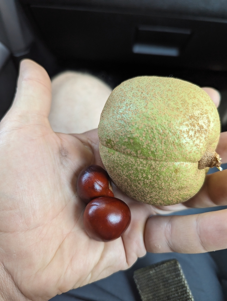 yellow buckeye from Atkins, VA 24311, USA on August 19, 2023 at 10:47 ...