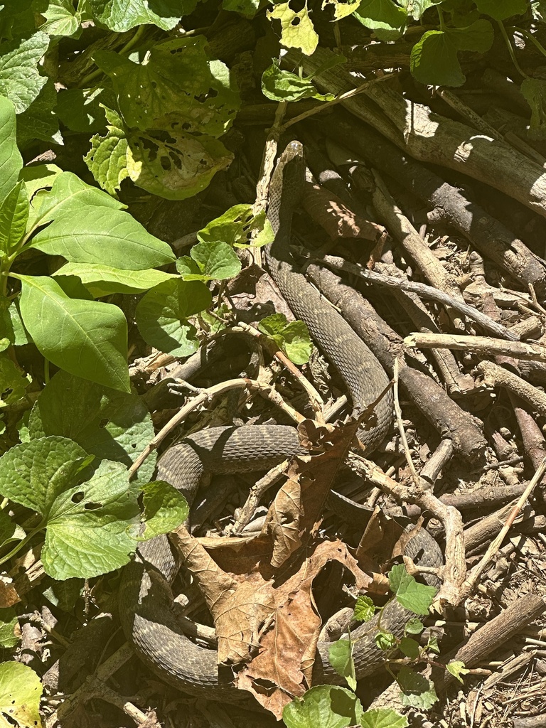 Common Watersnake from Wilmer St, Silver Spring, MD, US on August 19 ...