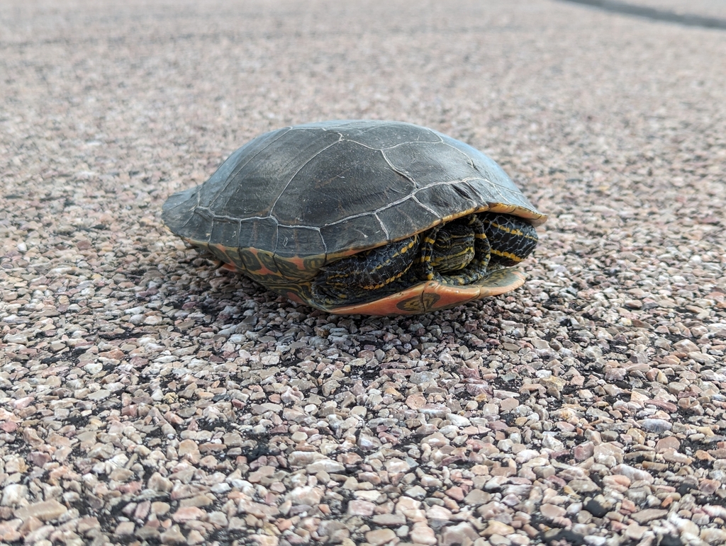 Painted Turtle from Whistle Creek, NE, USA on June 24, 2023 at 04:53 PM ...