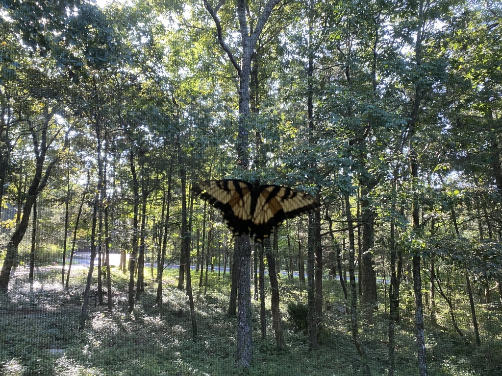 Eastern Tiger Swallowtail from Stoneway Trail, Madison, AL, US on ...