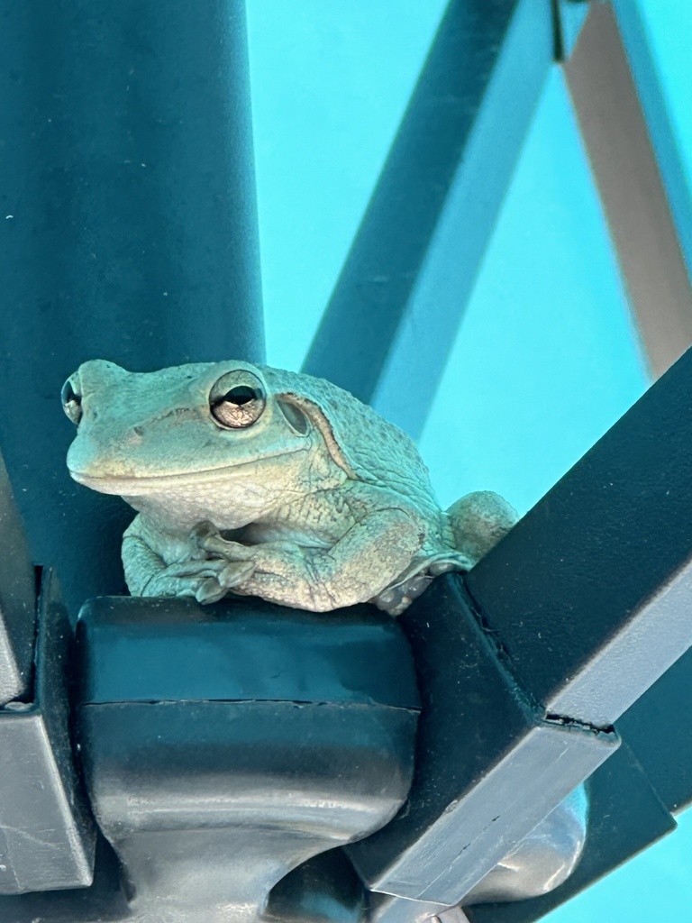 Cuban Tree Frog from Leachs Key, Venice, FL, US on August 19, 2023 at ...