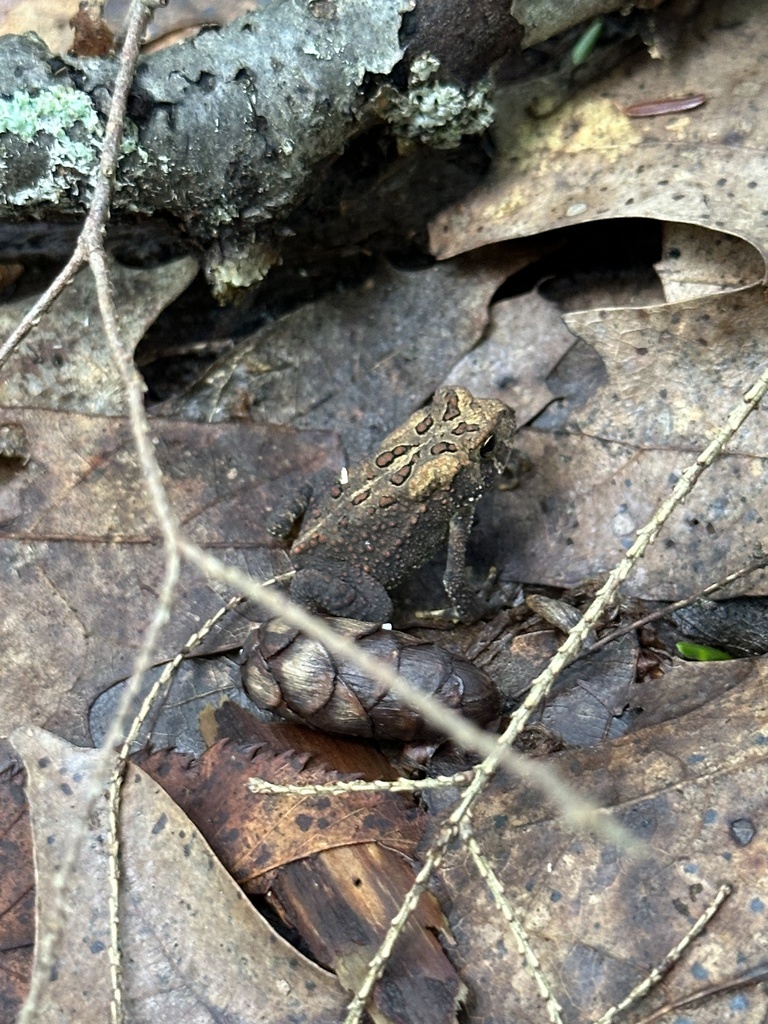 American Toad from Schermerhorn Rd, Lee, MA, US on August 18, 2023 at ...