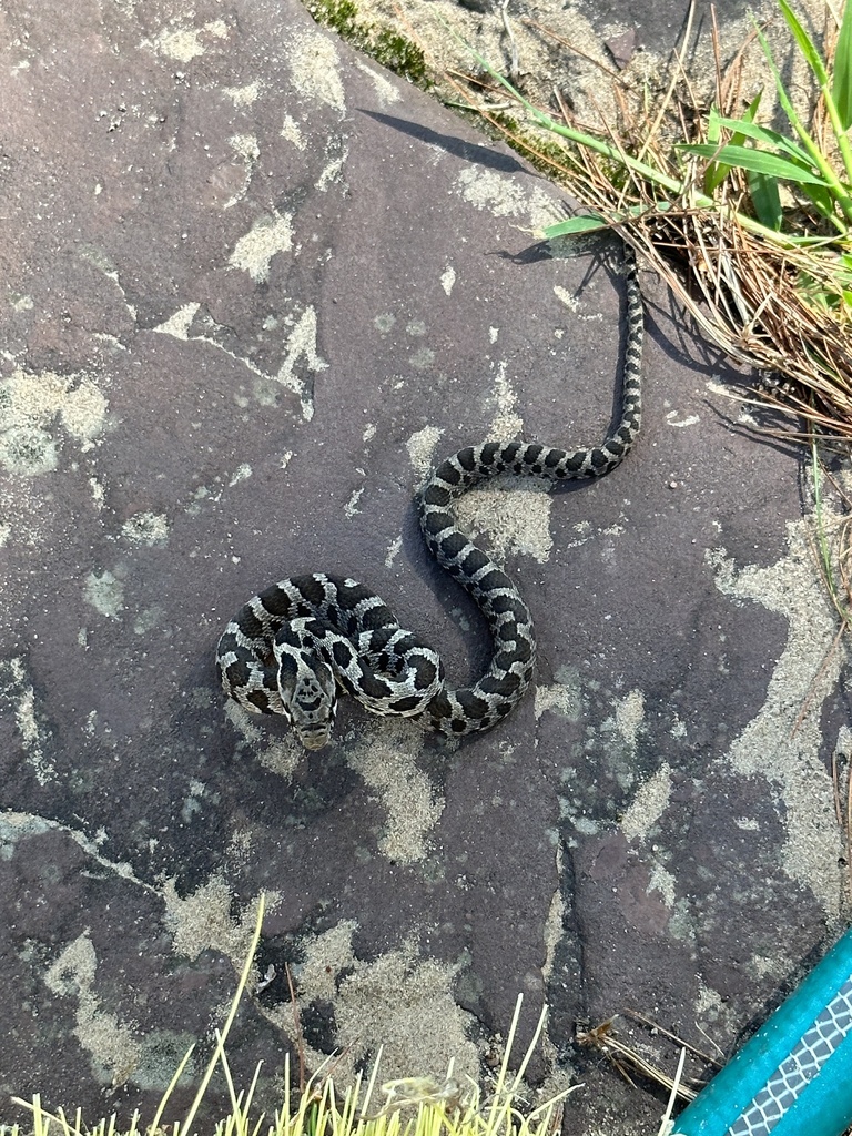 Eastern Foxsnake from N Bass Lake Rd, Webster, WI, US on August 19 ...
