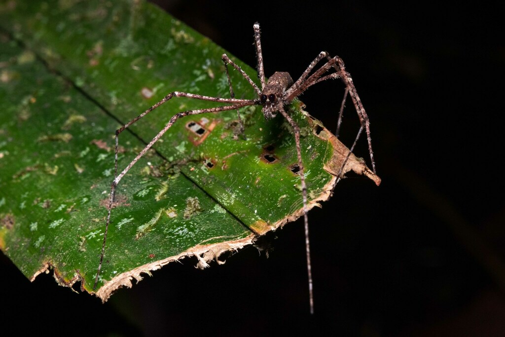 American Ogre-faced Spiders from Manaus - AM, Brasil on August 8, 2023 ...