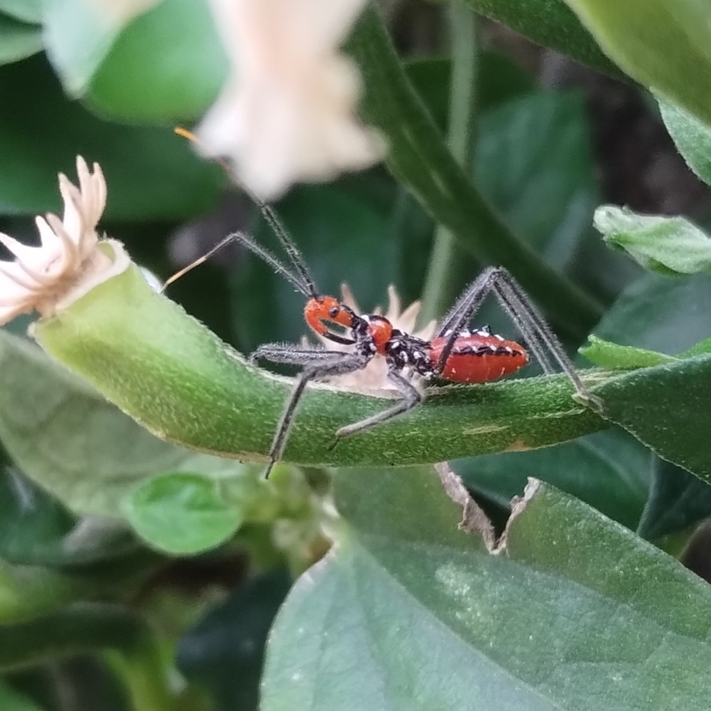 Harpactorini from QJWG+X82, Jigani, Karnataka 560105, India on August ...