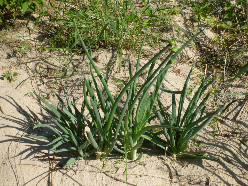 Common Onion in June 2012 by wojtest · iNaturalist