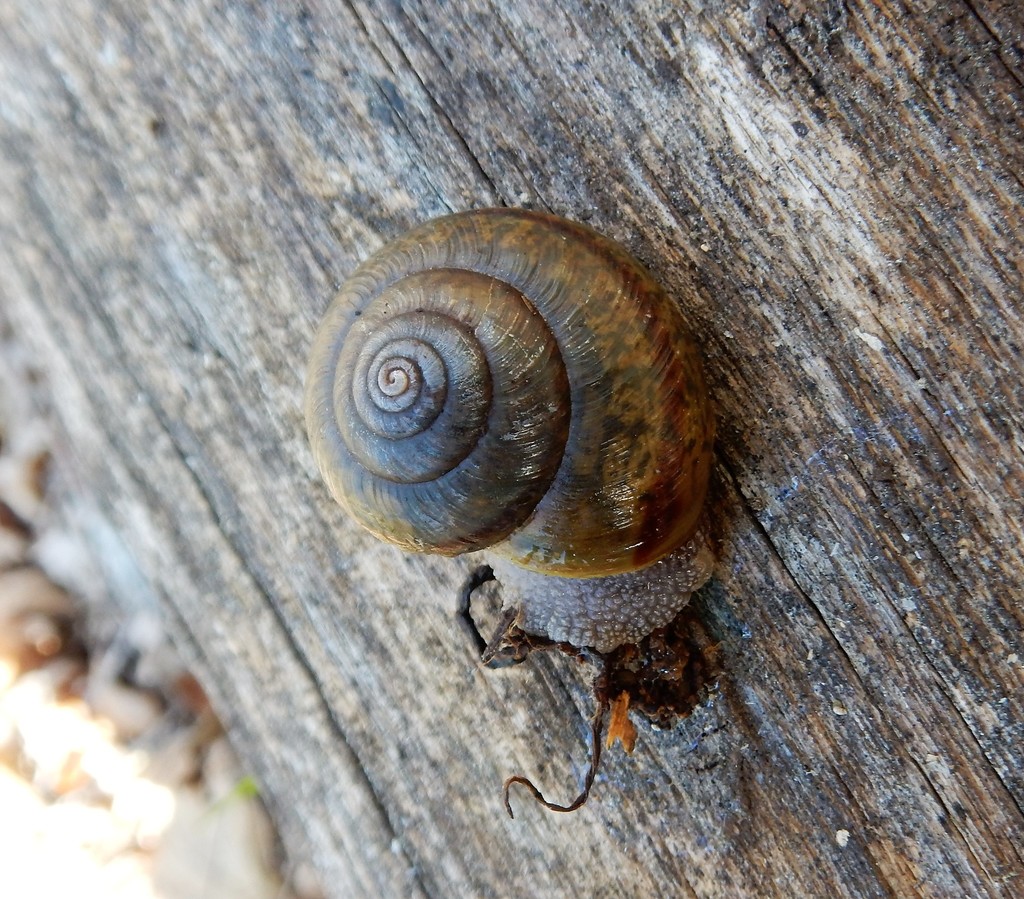 Transverse Range Shoulderband Snail in January 2019 by Matt Gruen ...