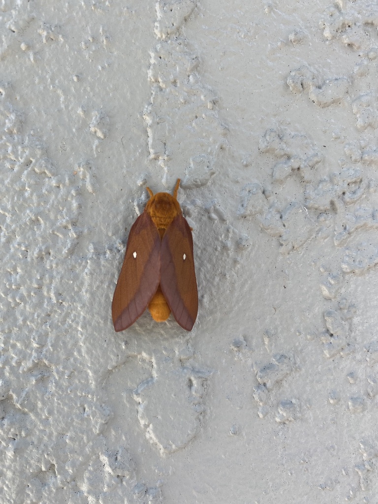 Oakworm Moths from W Lowry Ave, Plant City, FL, US on August 19, 2023 ...