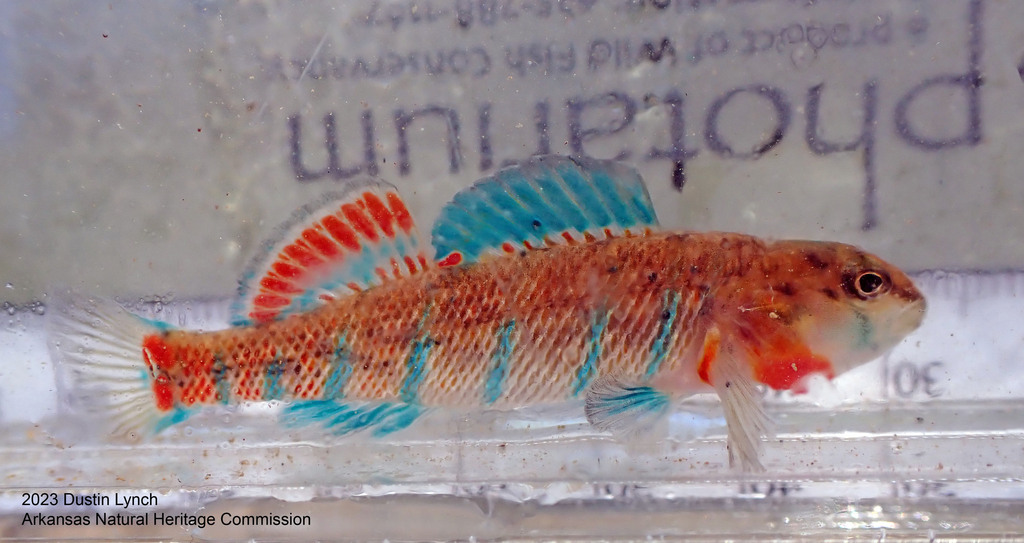 Current Darter from Hall's Creek Canyon Natural Area, Randolph County ...