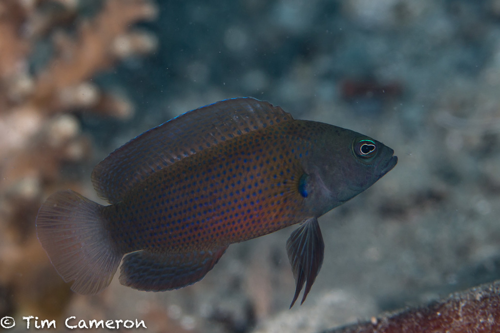 Dusky dottyback from Padre Burgos, Southern Leyte, Philippines on April ...