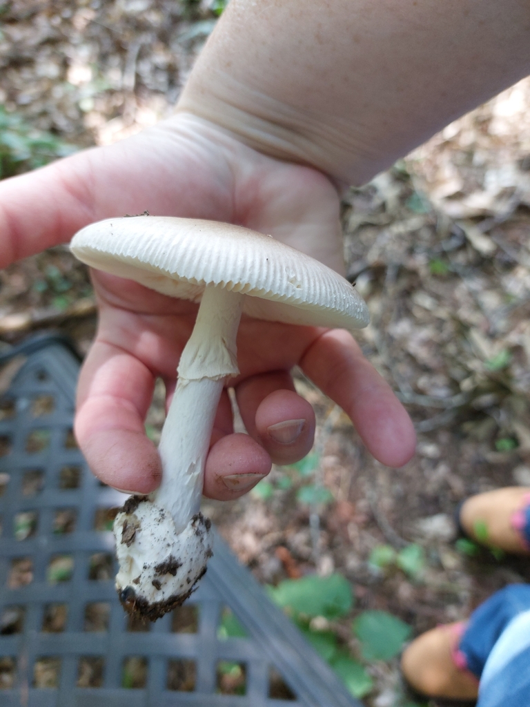 Hated Caesar from Cullman, AL, USA on August 19, 2023 at 09:45 AM by ...