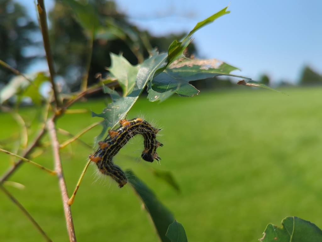Orange-tipped and Yellow-striped Oakworm Moths by Jerry Cappel ...