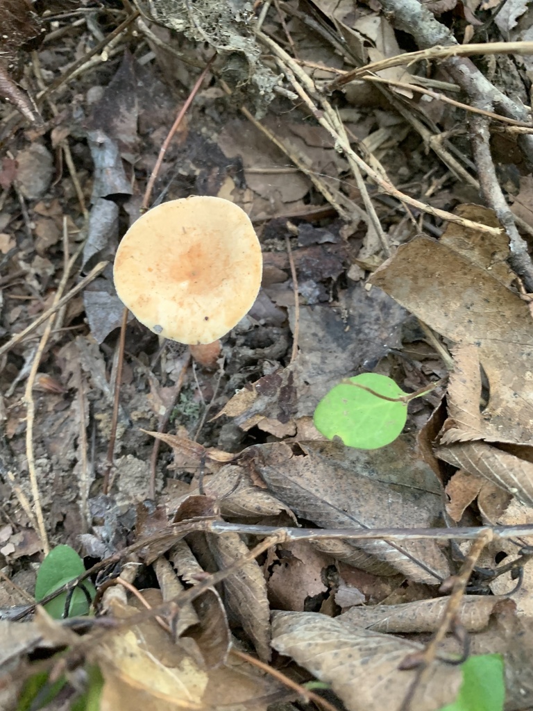Agaricomycetes from Meeman-Shelby Forest State Park, Memphis, TN, US on ...