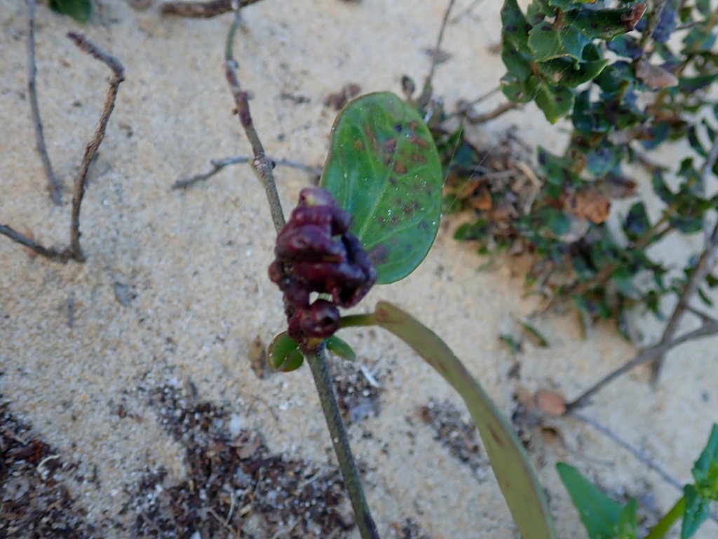 Baboon Grape from Kleinkrantz, Wilderness on August 17, 2023 at 04:52 ...