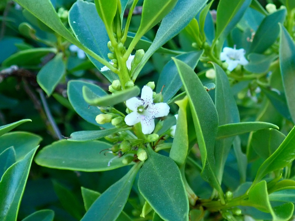 Australian Ngaio from Kleinkrantz, Wilderness on August 17, 2023 at 05: ...