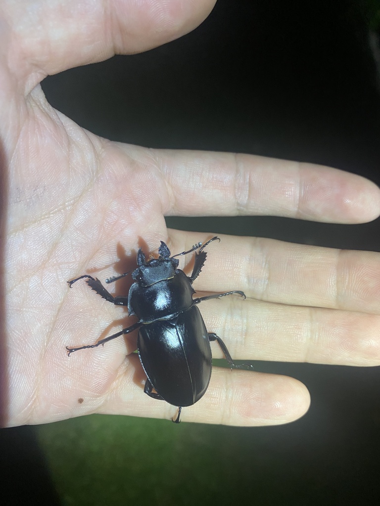 Neolucanus from 将乐县, 三明市, 福建省, CN on August 19, 2023 at 11:46 PM by ...