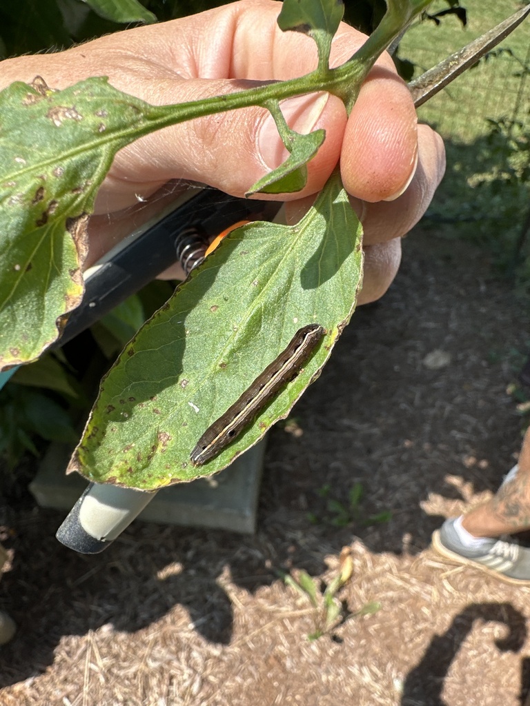 Yellow-striped Armyworm Moth from Fairwinds Dr, Graham, NC, US on ...