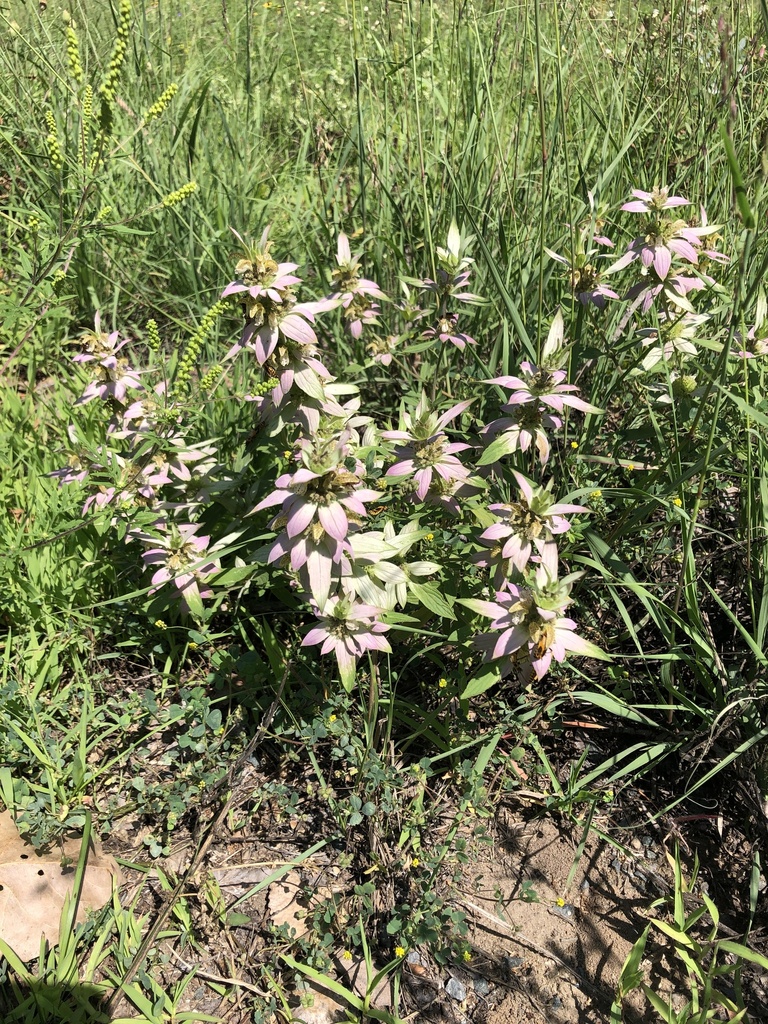 spotted horse mint from Division Ave, White Bear Lake, MN, US on August ...