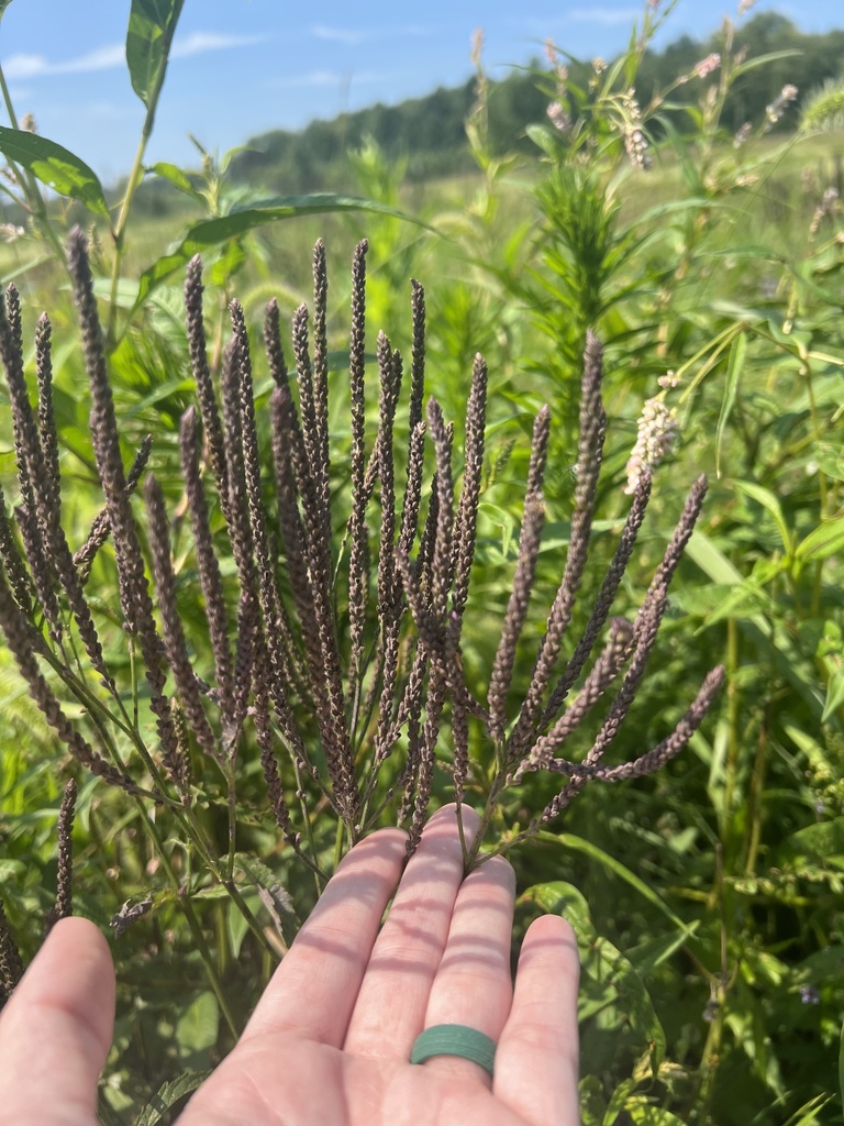 vervains from Carson Rd, Ashtabula, OH, US on August 19, 2023 at 01:52 ...