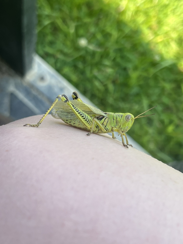 Differential Grasshopper from Carson Rd, Ashtabula, OH, US on August 19 ...