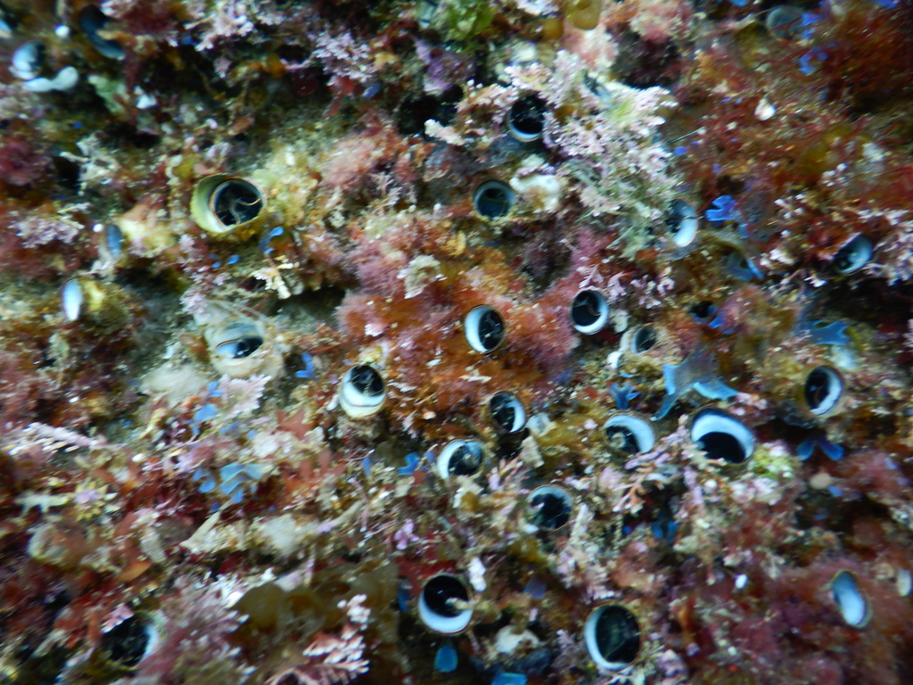 Scaled Worm Snail from Goldfish Bowl, Anacapa Island, CA, USA on August ...