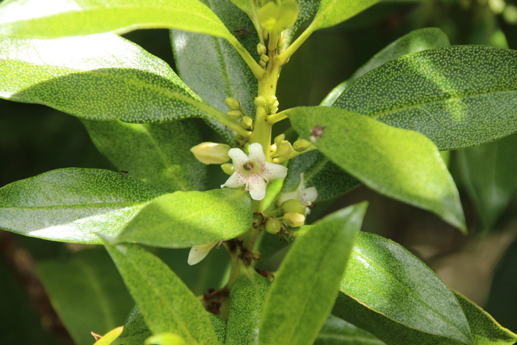 Ngaio from Table Mountain National Park, Simon's Town, WC, ZA on August ...