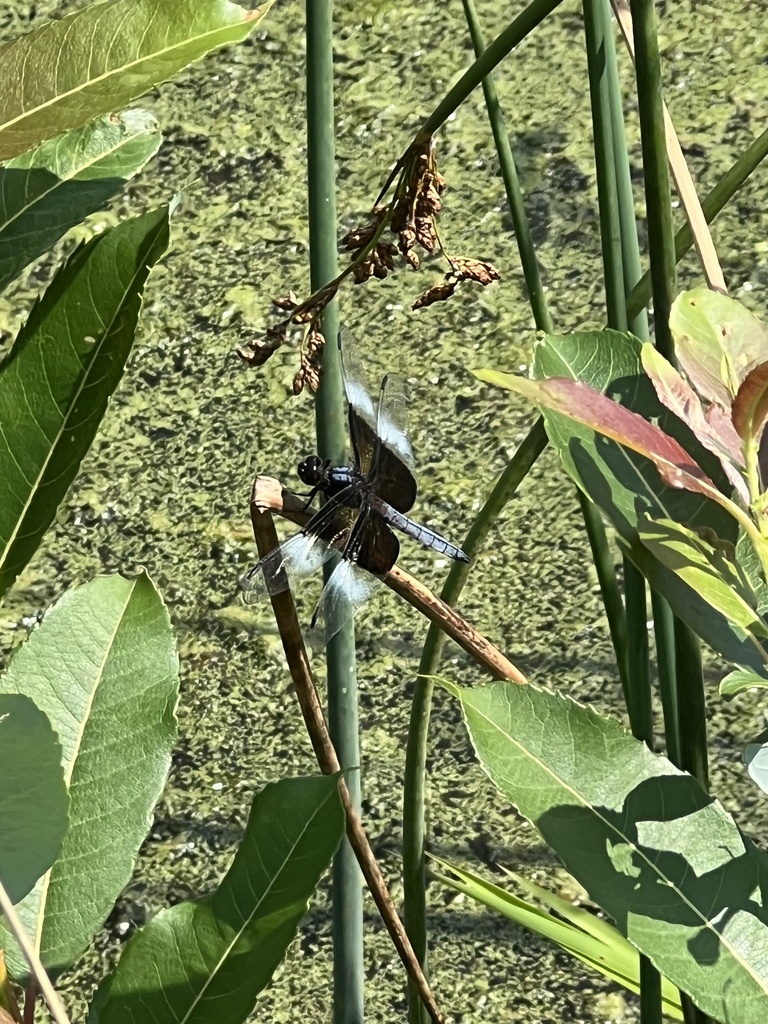 Widow Skimmer from Jefferson Rd, Ashtabula, OH, US on August 19, 2023 ...