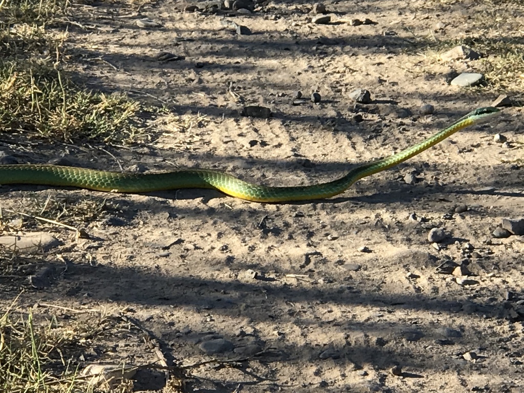 Pacific Coast Parrot Snake from Calle Álvaro Obregón, Guasave, SIN, MX ...