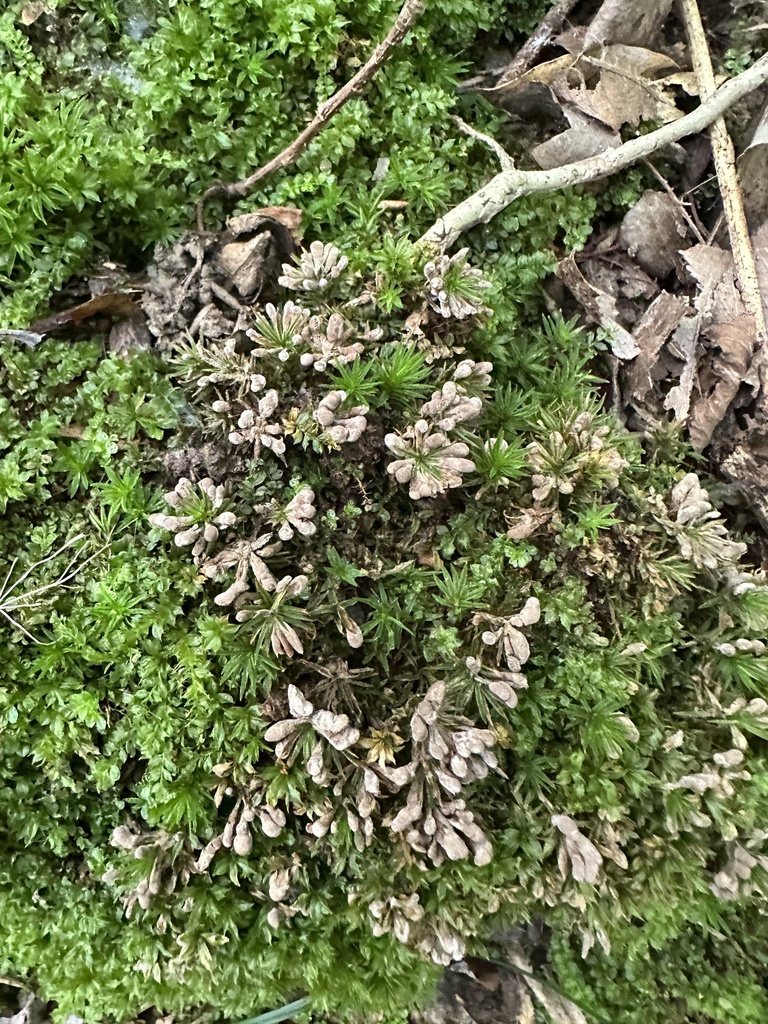 Fungi Including Lichens from Meeman-Shelby Forest State Park, Memphis ...