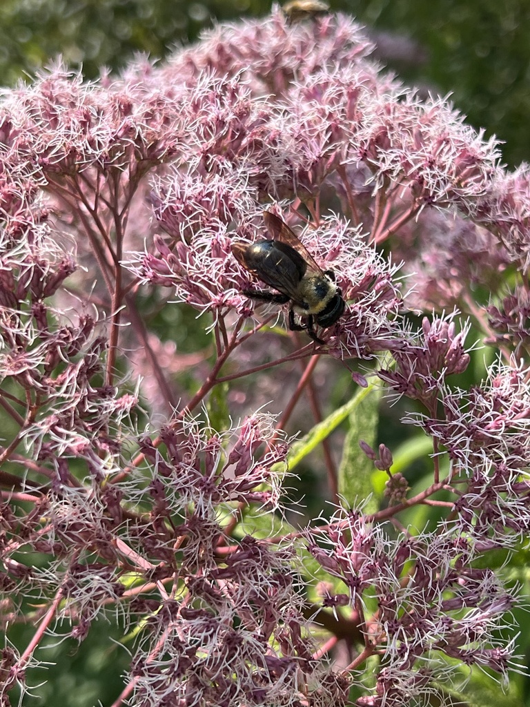Eastern Carpenter Bee from Carson Rd, Ashtabula, OH, US on August 19 ...