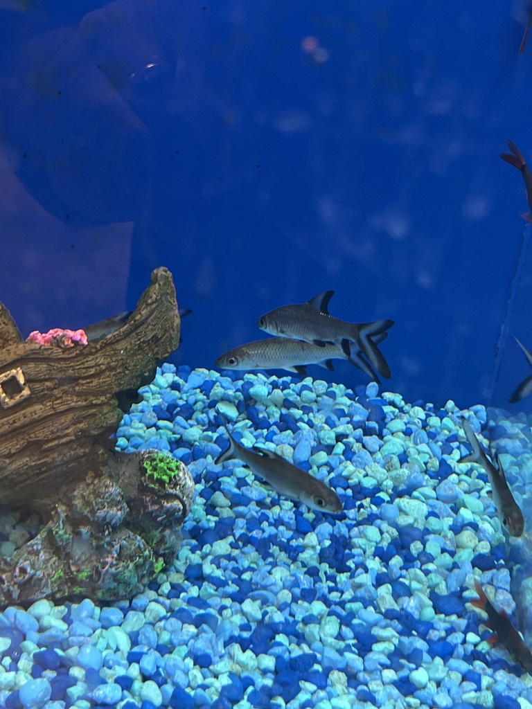 Tricolor Sharkminnow in August 2023 by Jason Ahearn · iNaturalist