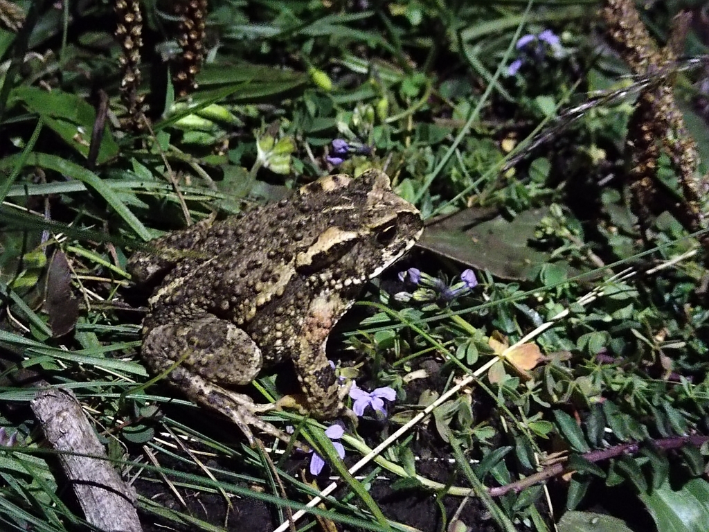 Central American Gulf Coast Toad from Totonicapun, Guatemala on August ...