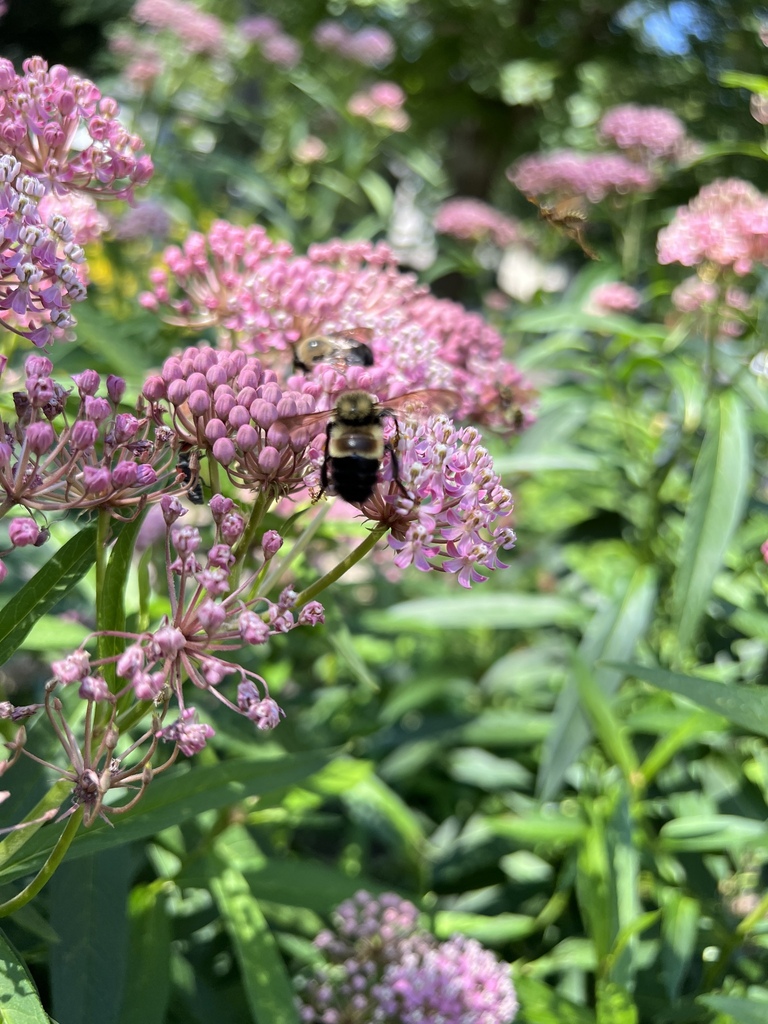 Rusty-patched Bumble Bee in August 2023 by Calder Michienzi · iNaturalist