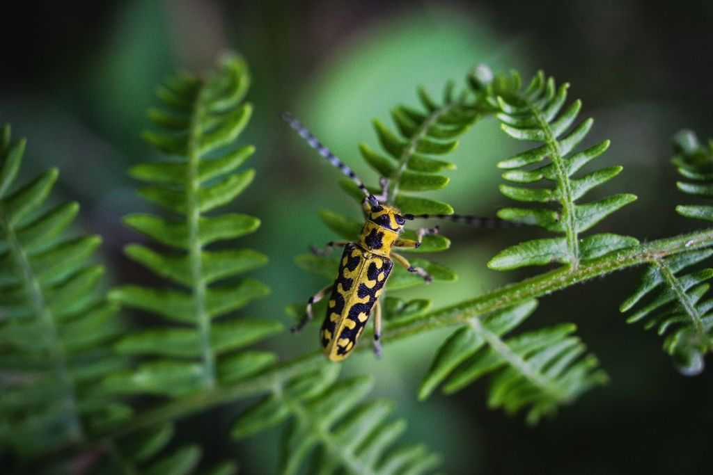 Ladder-marked Longhorn Beetle in May 2023 by Linus · iNaturalist