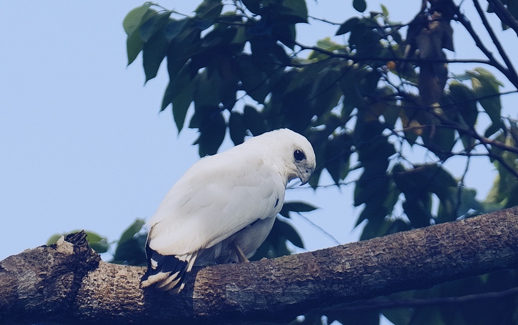 White Hawk from Stann Creek, BZ on August 9, 2023 at 02:03 PM by Pablo ...