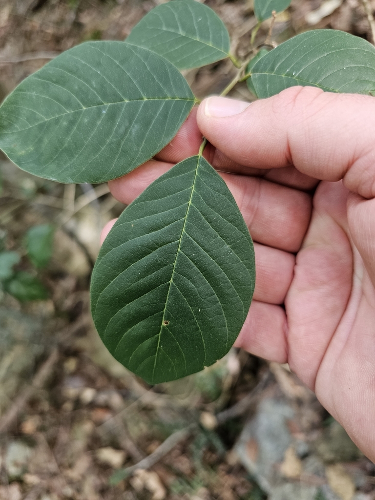 Turraea pubescens in August 2023 by Luis Webber · iNaturalist