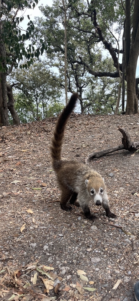 White-nosed Coati from Parque Ecológico Chipinque, San Pedro Garza ...