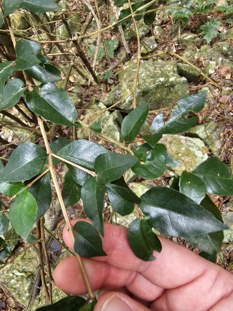 samford holly in August 2023 by Luis Webber · iNaturalist