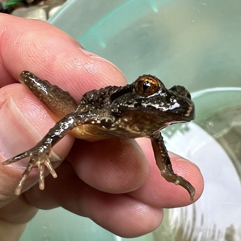 Coastal Tailed Frog in August 2023 by Jérôme Pellet · iNaturalist