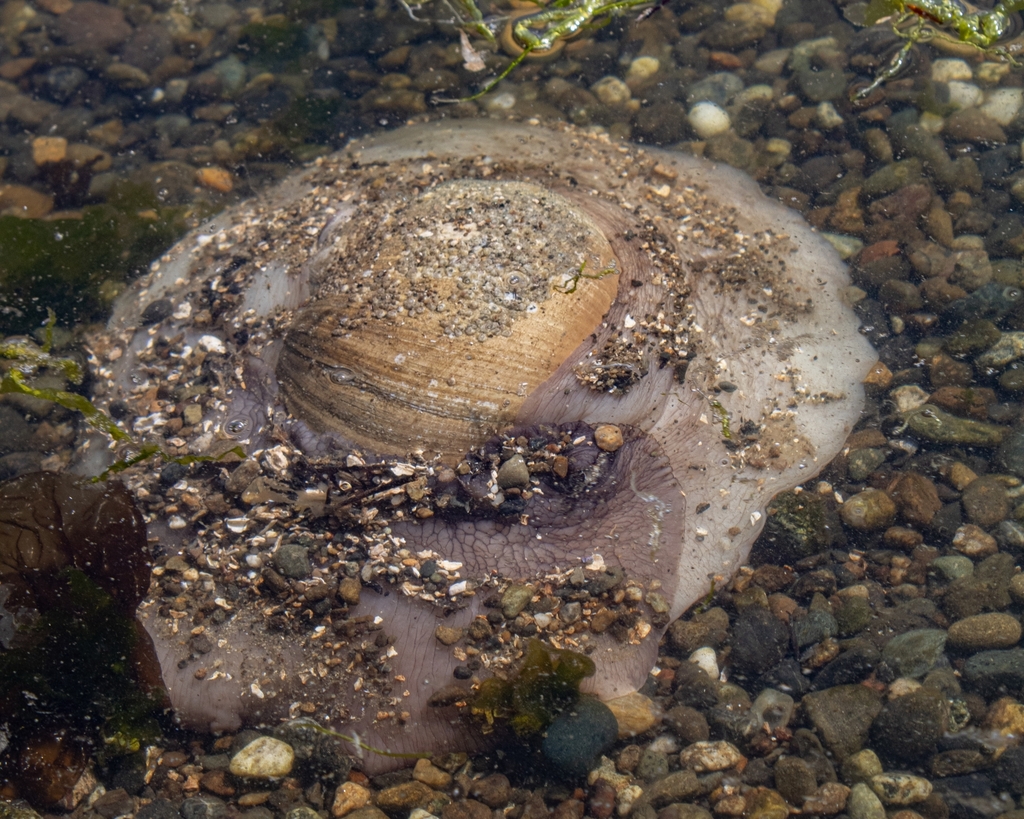 Lewis's Moon Snail from Home, WA 98349, USA on August 18, 2023 at 01:57 ...