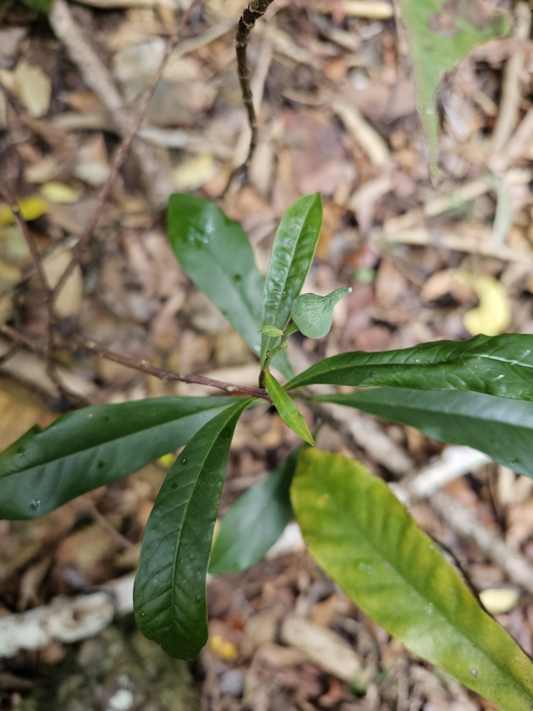 small bolwarra in August 2023 by Luis Webber · iNaturalist
