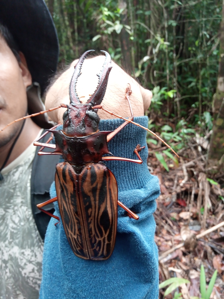 Giant Jawed Sawyer in August 2023 by david gallego · iNaturalist