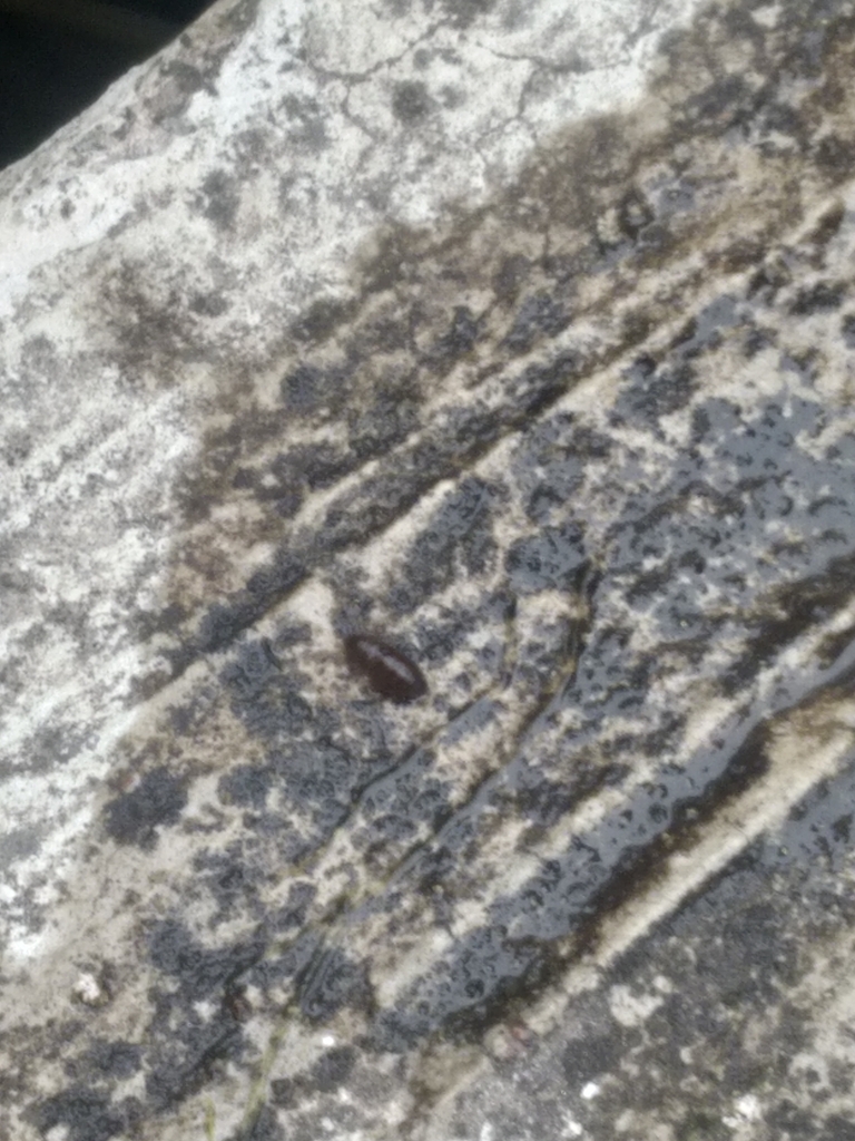 Net-winged Midges from Pallatanga on August 19, 2023 at 03:44 PM by ...