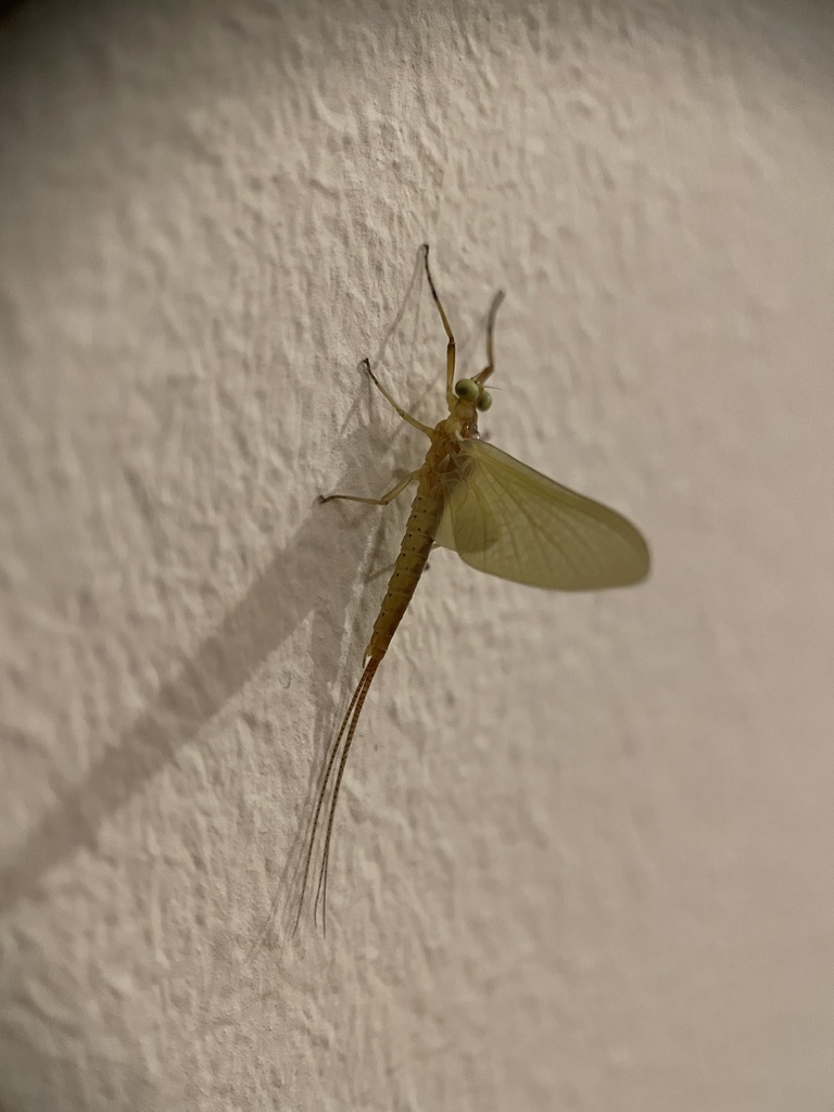 Potamanthus from Rue de Monpezat, Pau, Nouvelle-Aquitaine, FR on August ...