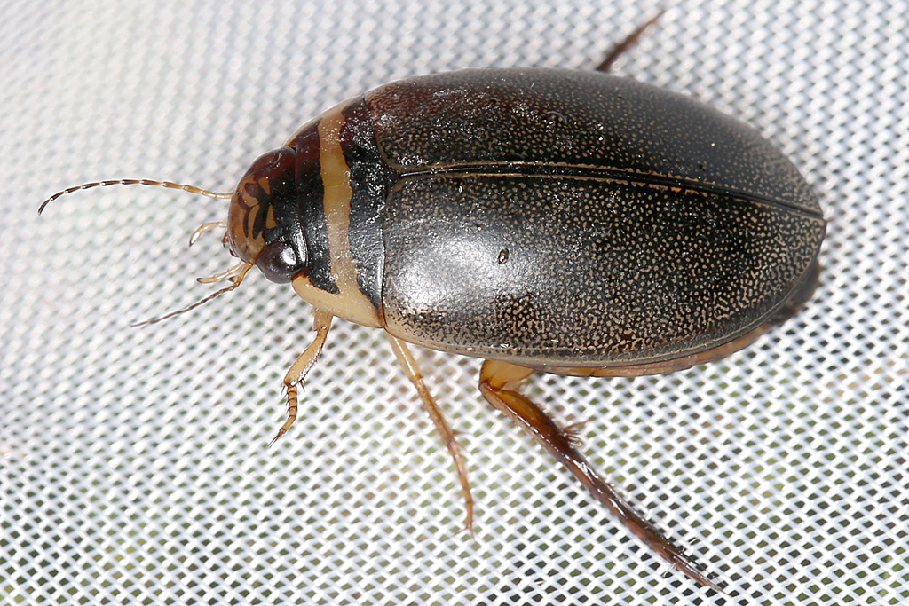 Graphoderus from Austria, Lower Austria, Brunn am Gebirge on June 22 ...