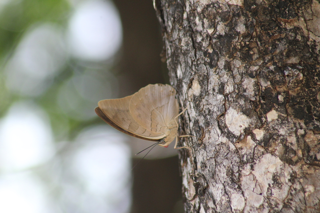 One-spotted Prepona from Tulum Municipality, Quintana Roo, Mexico on ...