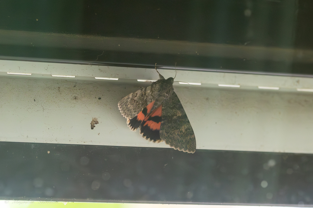 French Red Underwing from Grünau-Siedlung, 04207 Leipzig, Deutschland ...