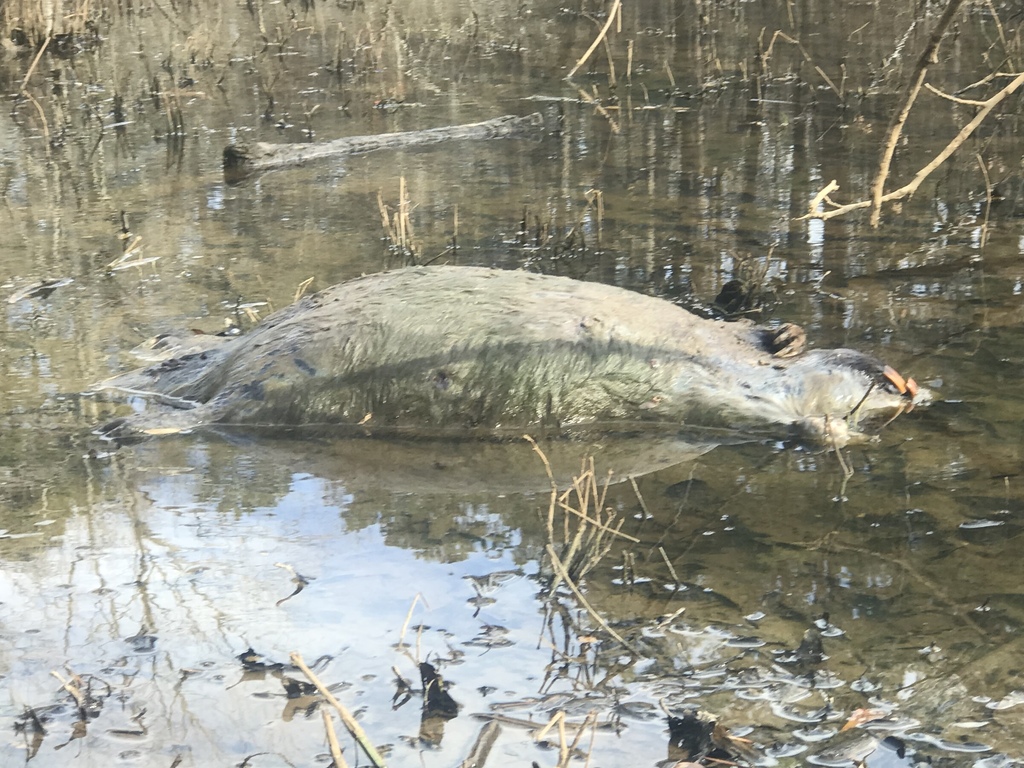 American Beaver from Cobb County Regional Park, Acworth, GA, US on ...